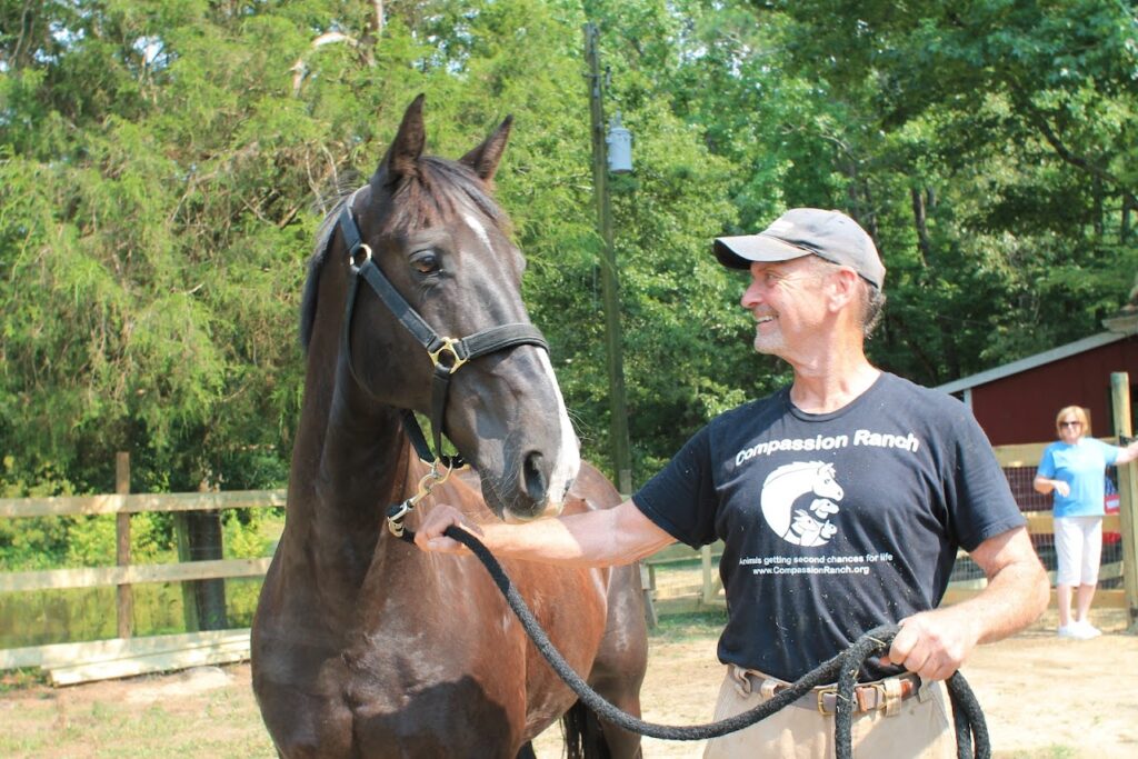 Caparisoned (Riderless) Horses – Compassion Ranch